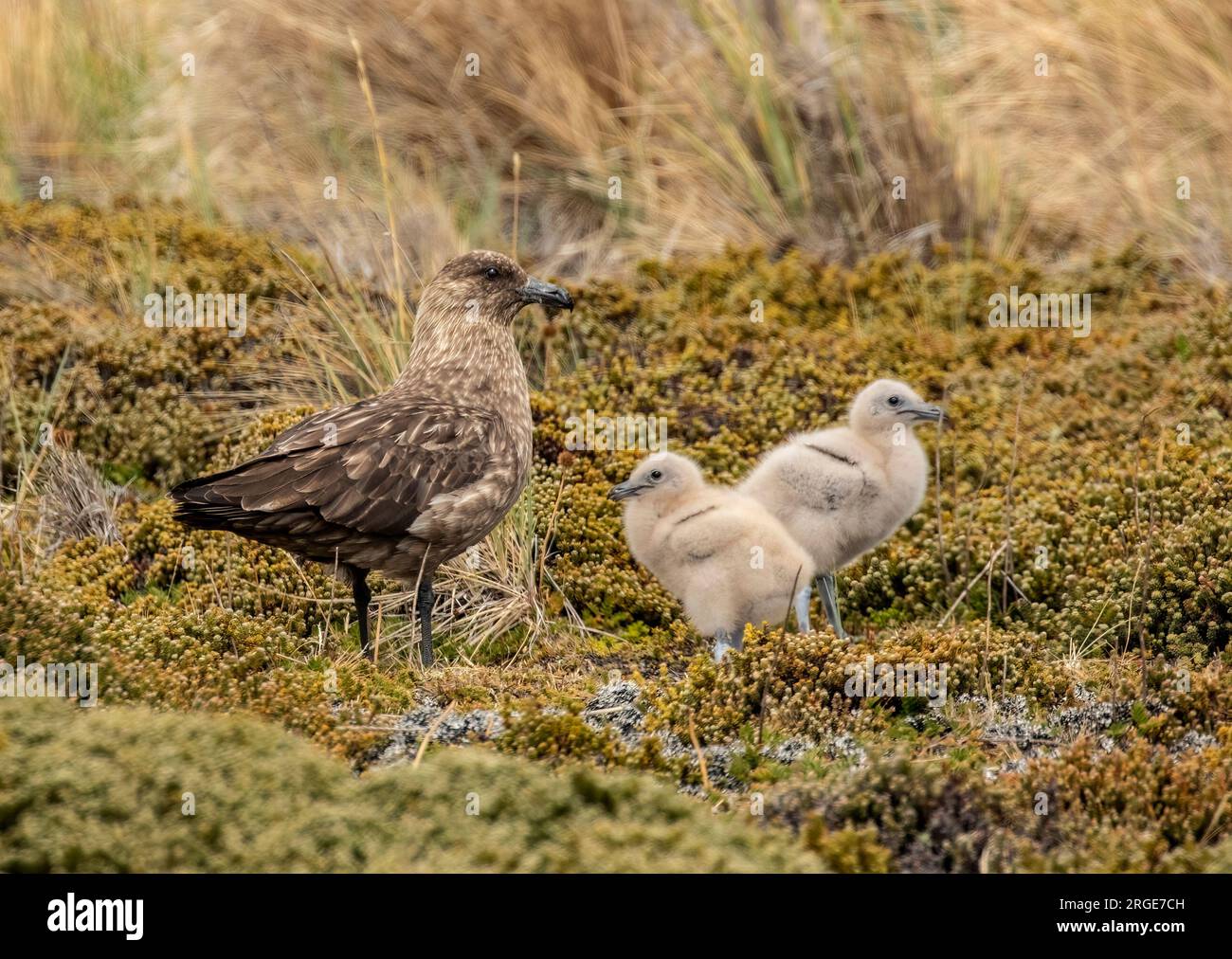 Skua chicks hi-res stock photography and images - Alamy