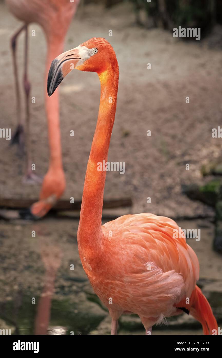 beautiful flamingo bird in wildlife. flamingo bird with pink feather ...