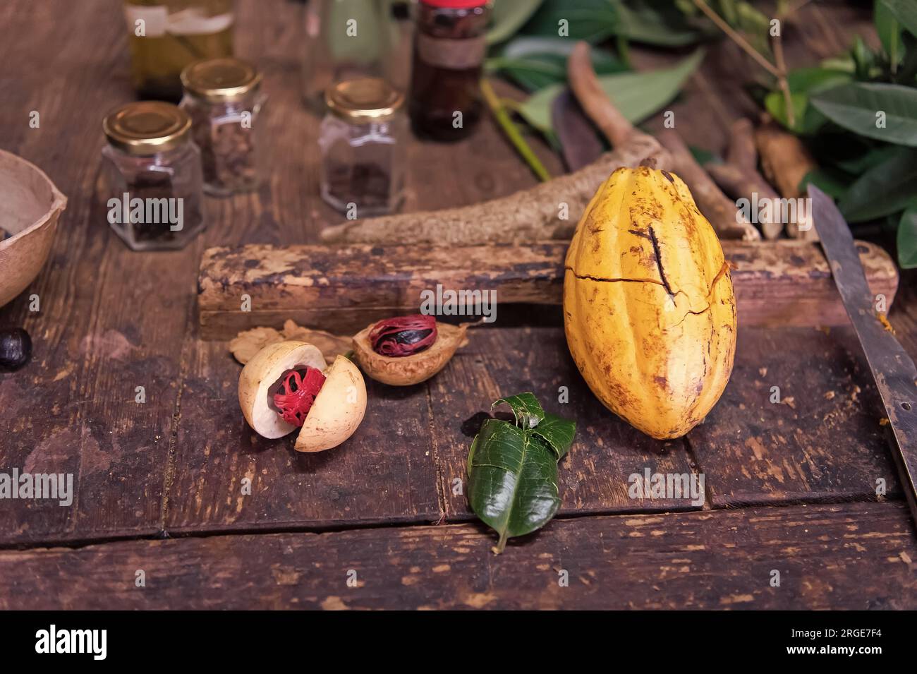 Tropical beans of spices for seasoning and flavouring. Dried beans and ...