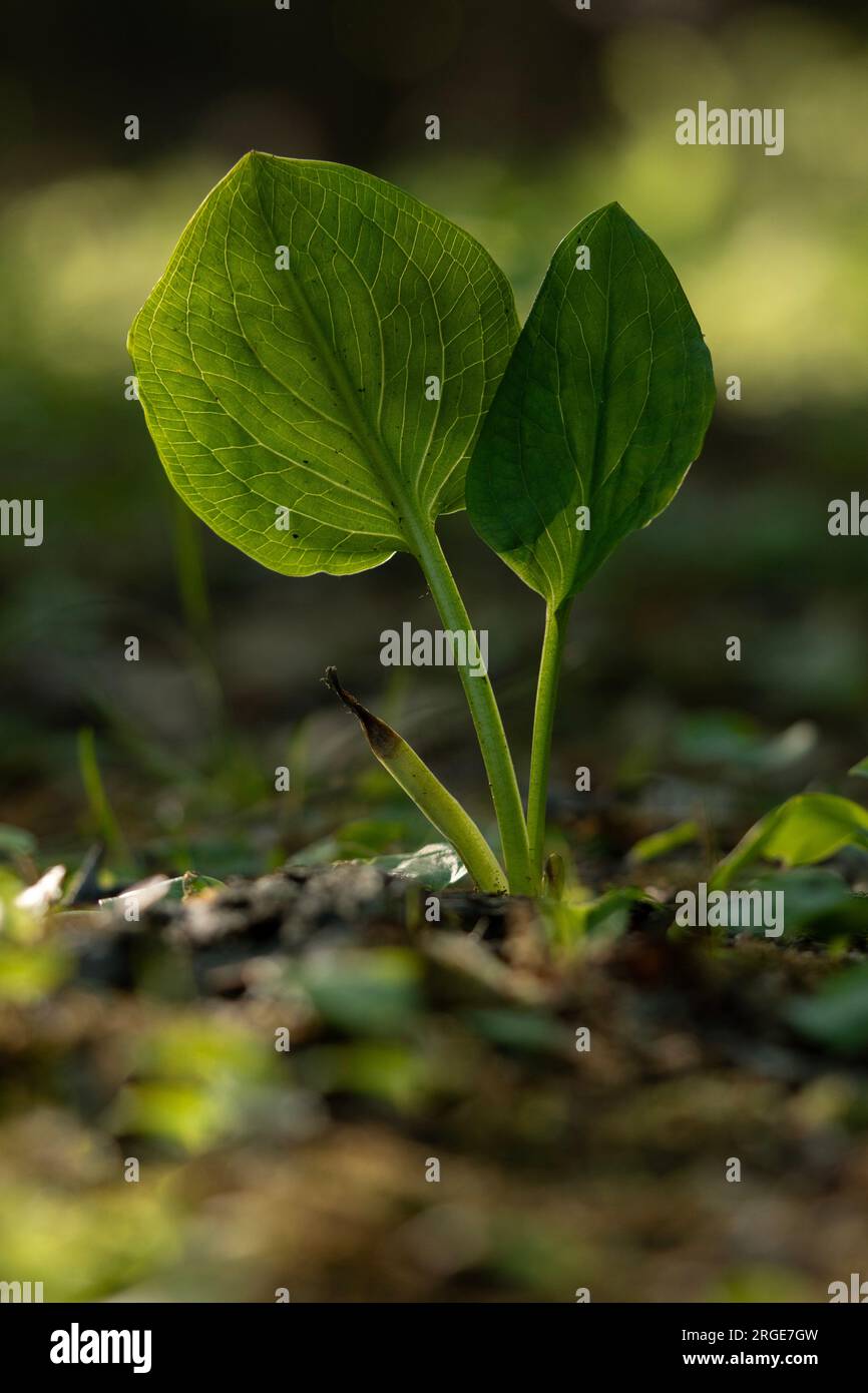 Plant growing from ground in the forest Stock Photo - Alamy