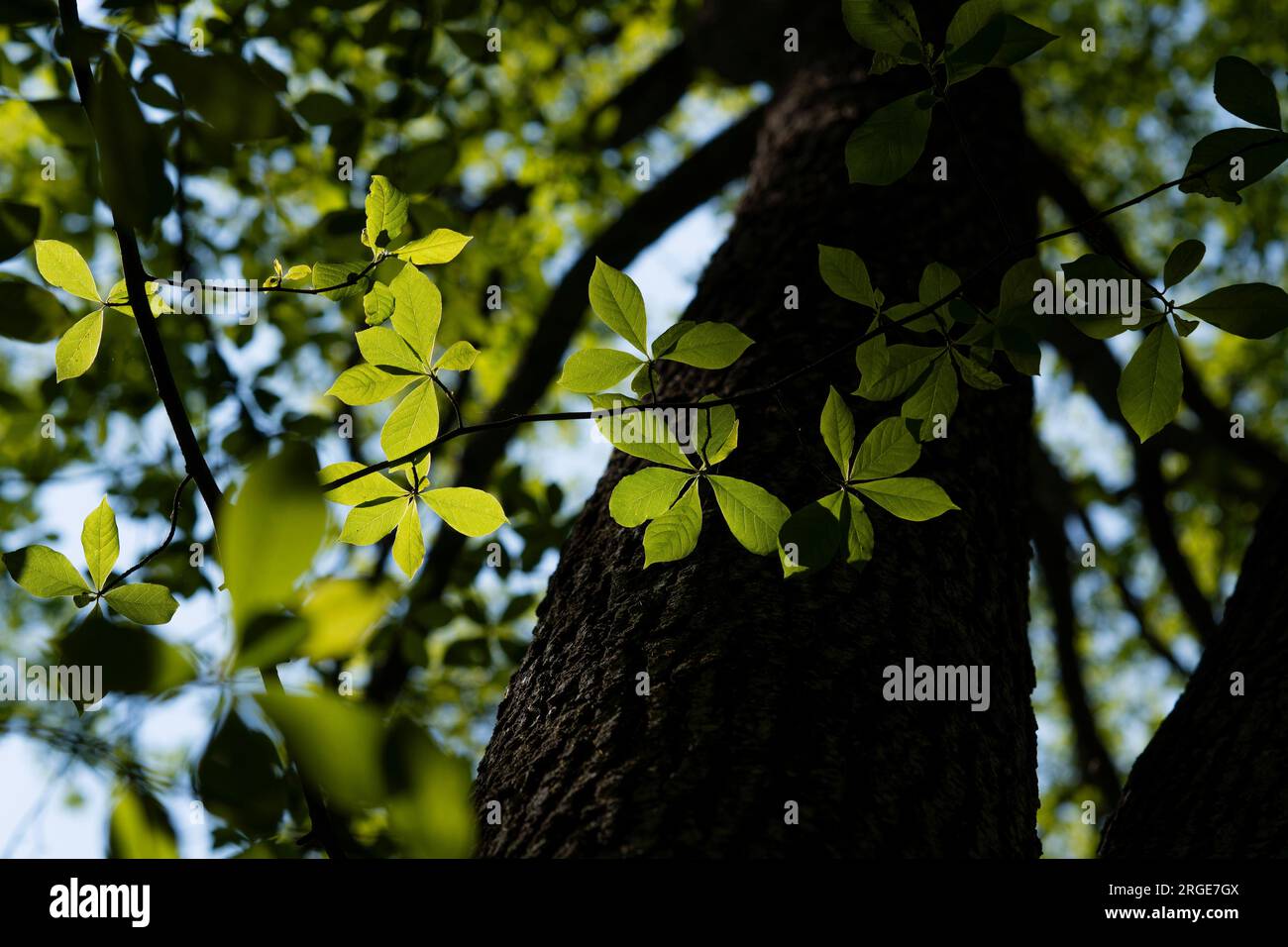 tree with leaves in the woods Stock Photo - Alamy