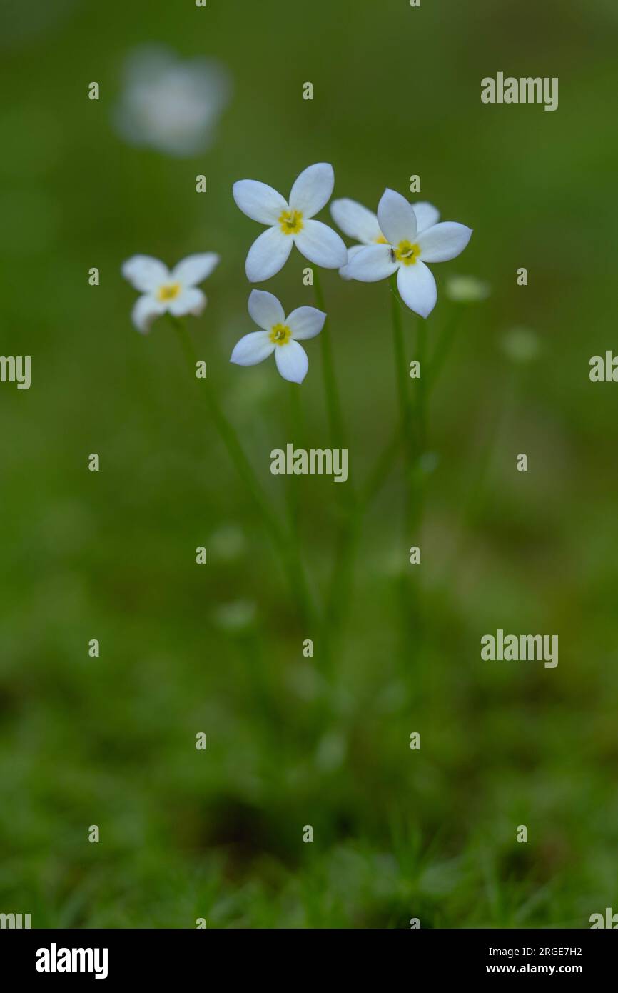 Small white flowers hi-res stock photography and images - Alamy