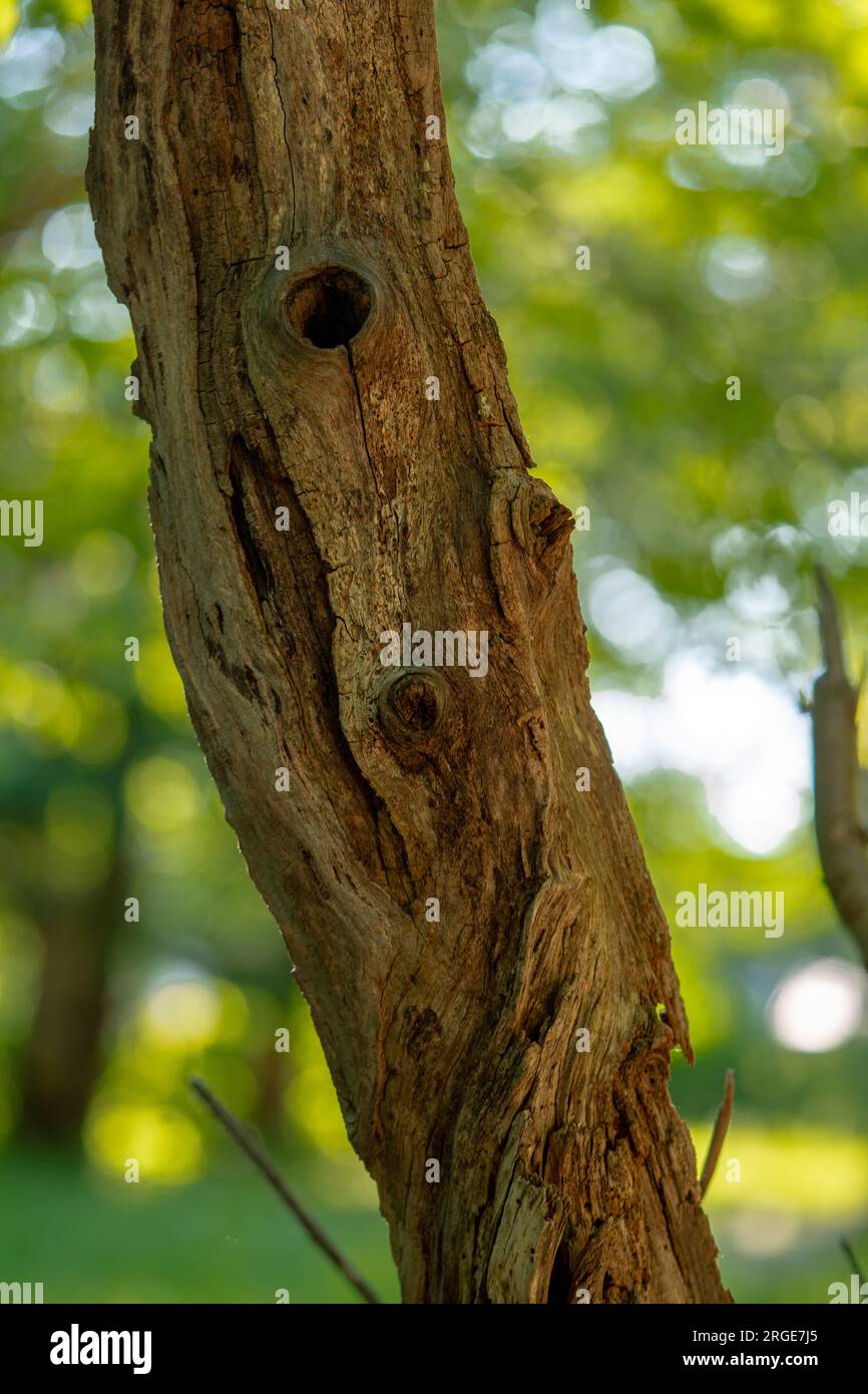 Tree branch with hole Stock Photo - Alamy
