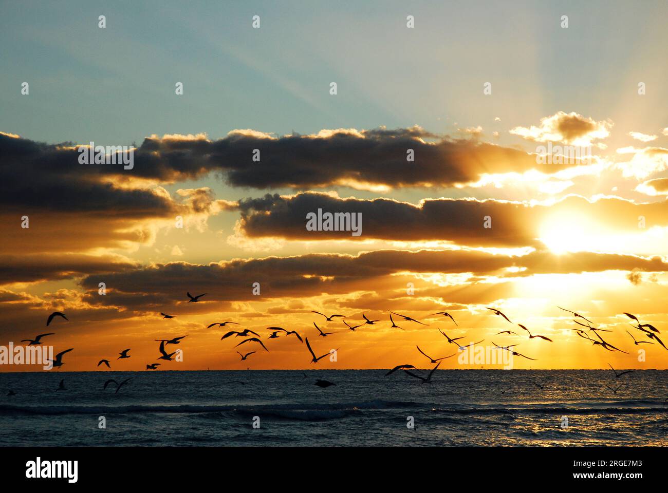 Flying along the beach hi-res stock photography and images - Alamy