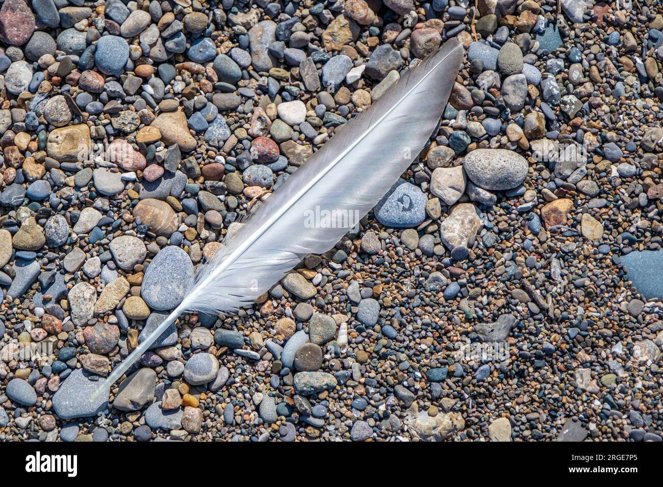 Single gull feather found on the gravel beach at Point Pelee National ...