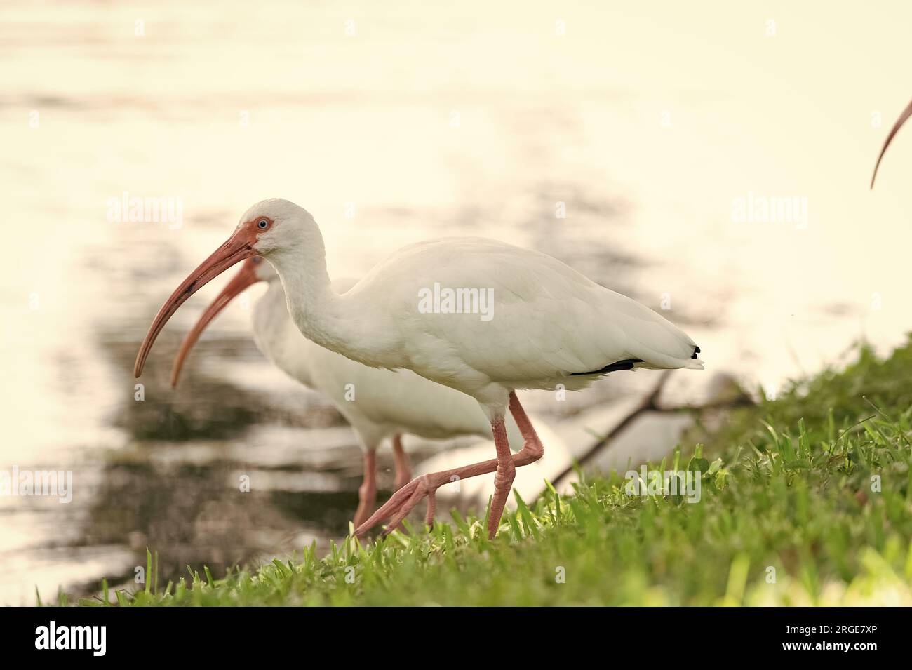 ibis bird with beak in wildlife. ibis bird in nature. photo of ibis ...