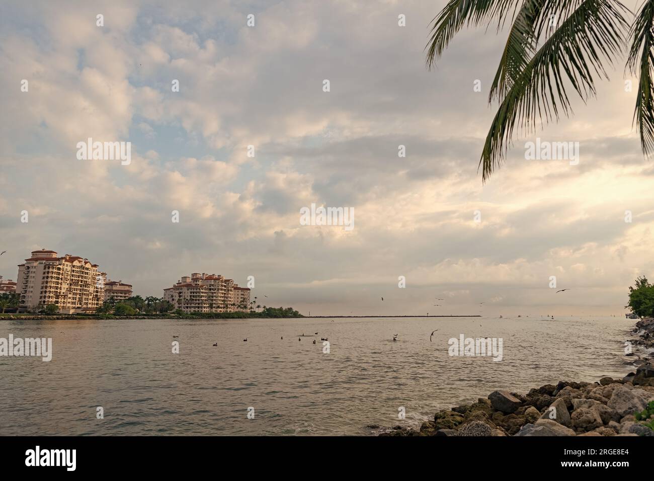 downtown cityscape architecture with palm leaf. seaside downtown ...
