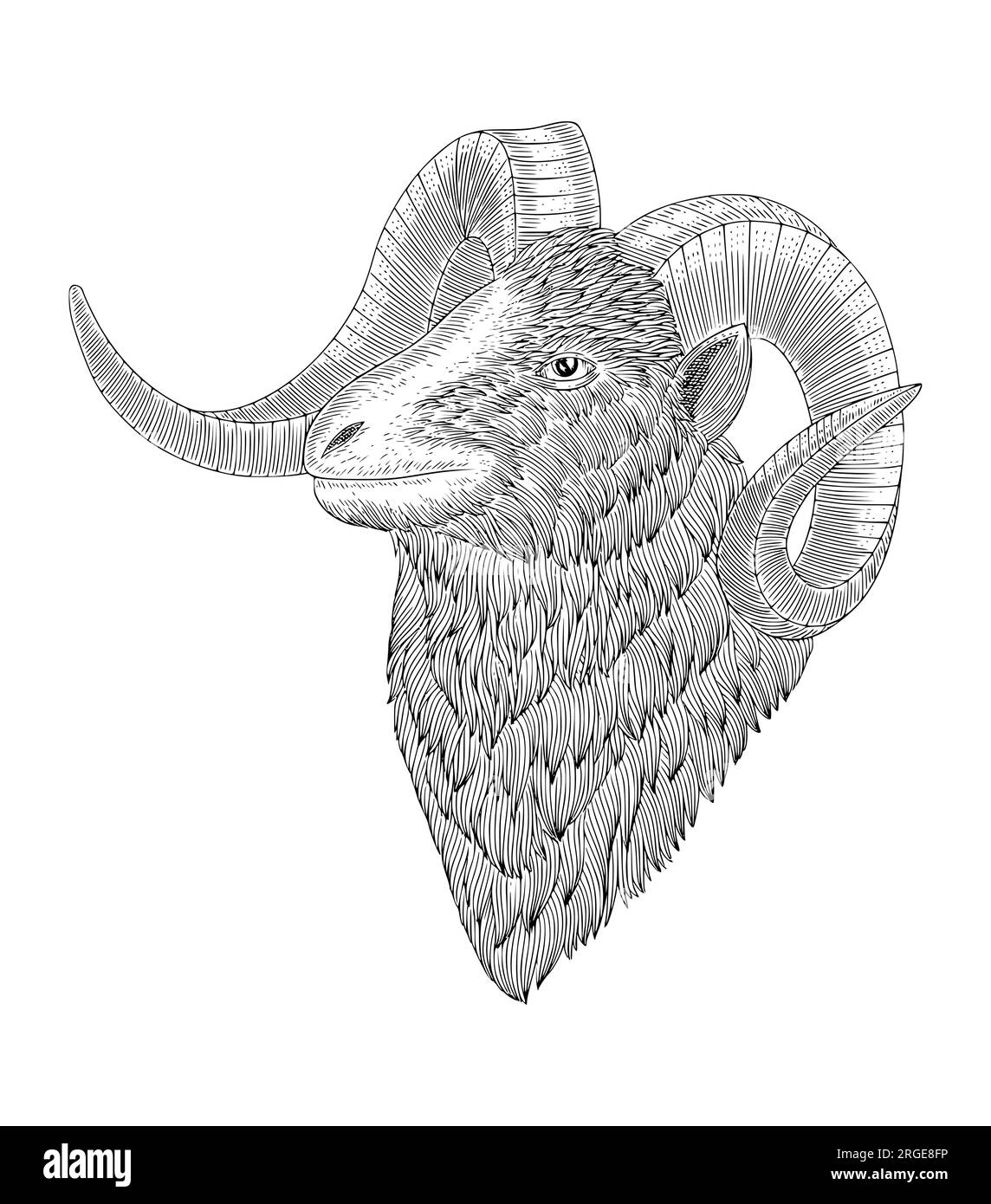 Goat head, vintage engraving drawing style vector illustration Stock Vector Image & Art - Alamy