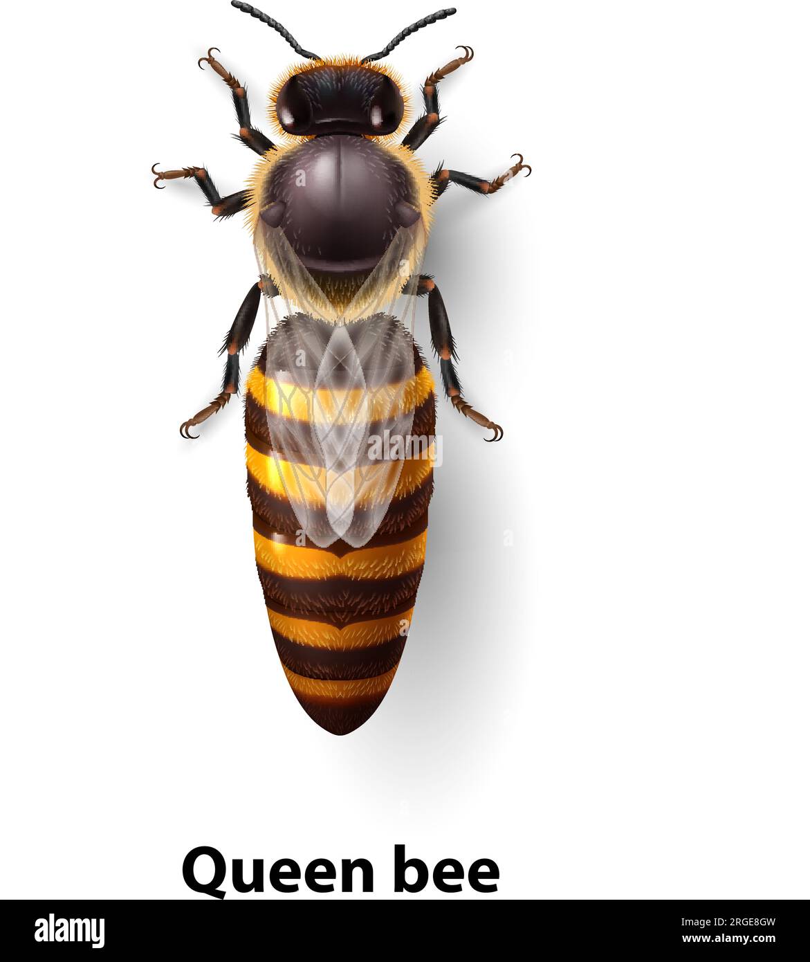 Realistic Bee Queen Mother. Detailed Illustration of a Queen Bee on ...