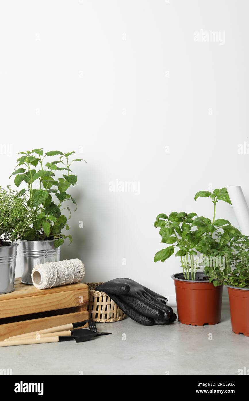 Different aromatic potted herbs, gardening tools, gloves and spool of ...