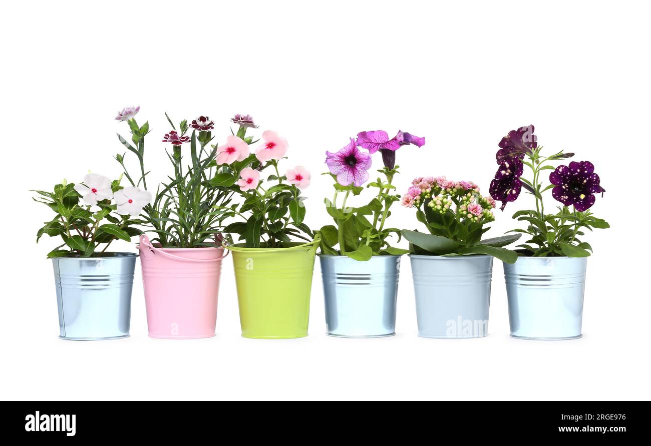 Beautiful flowers in different pots isolated on white Stock Photo - Alamy