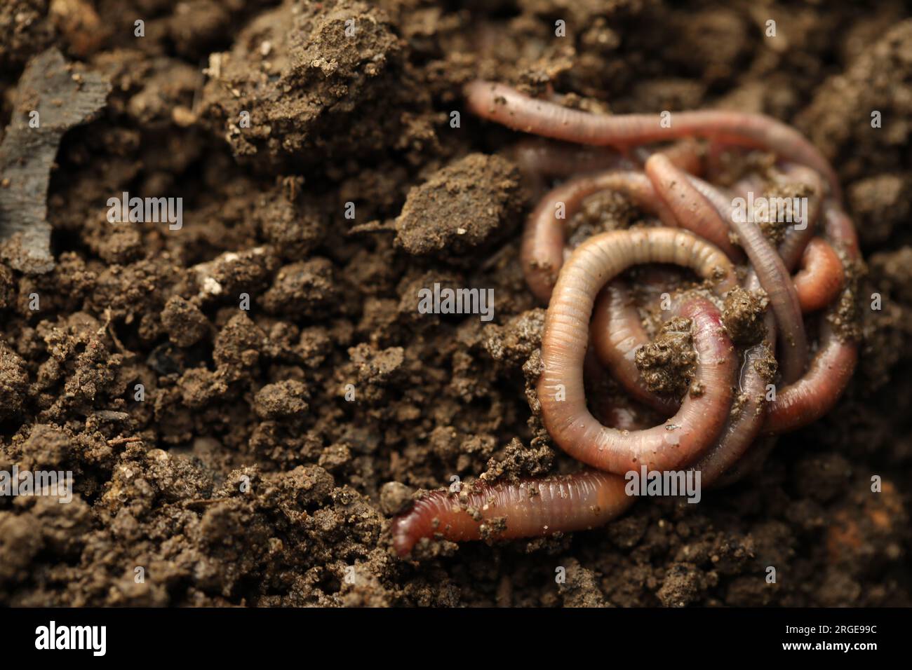 Worms in the soil hi-res stock photography and images - Alamy