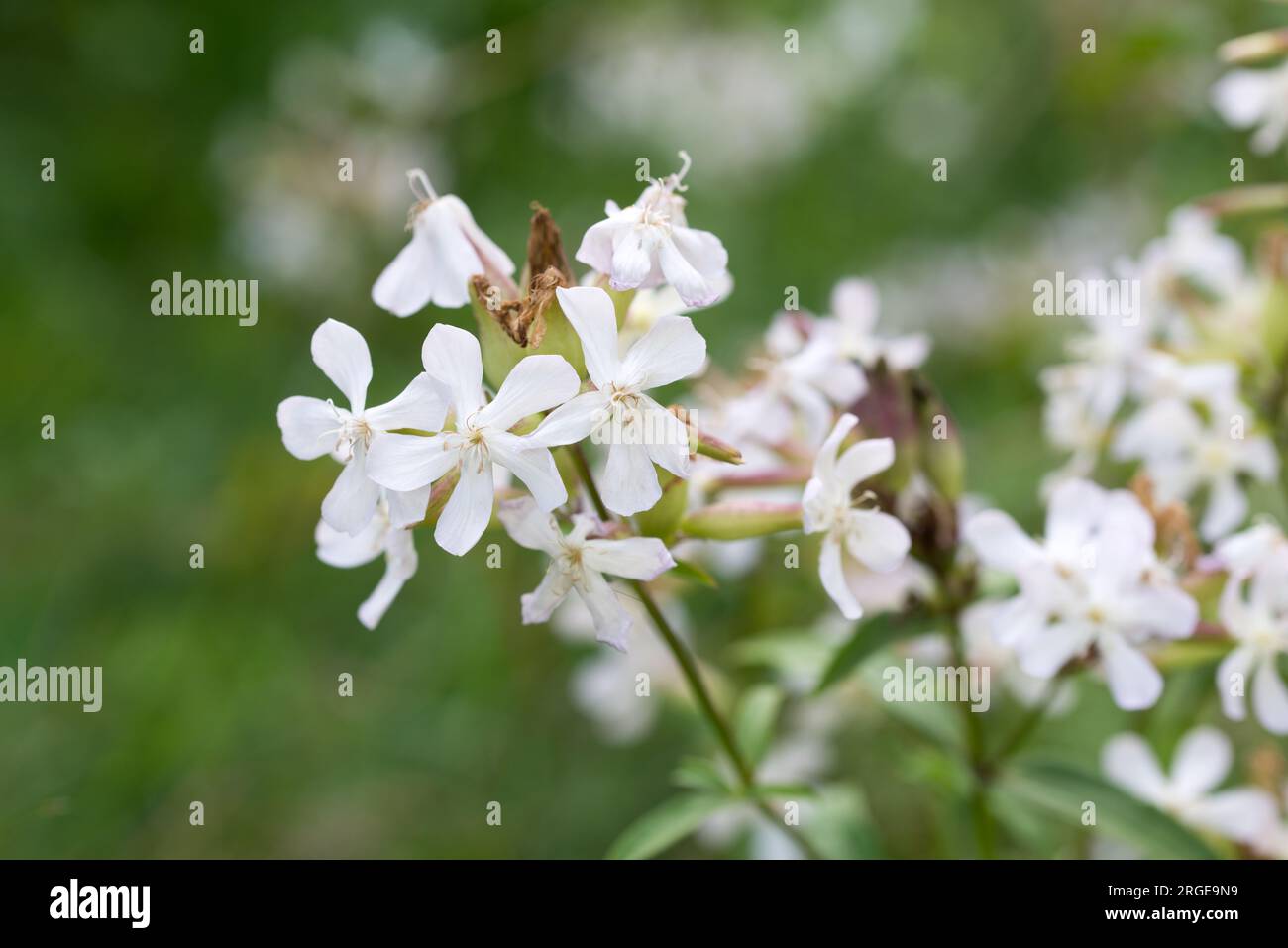Soapwort saponaria officinalis flower hi-res stock photography and ...