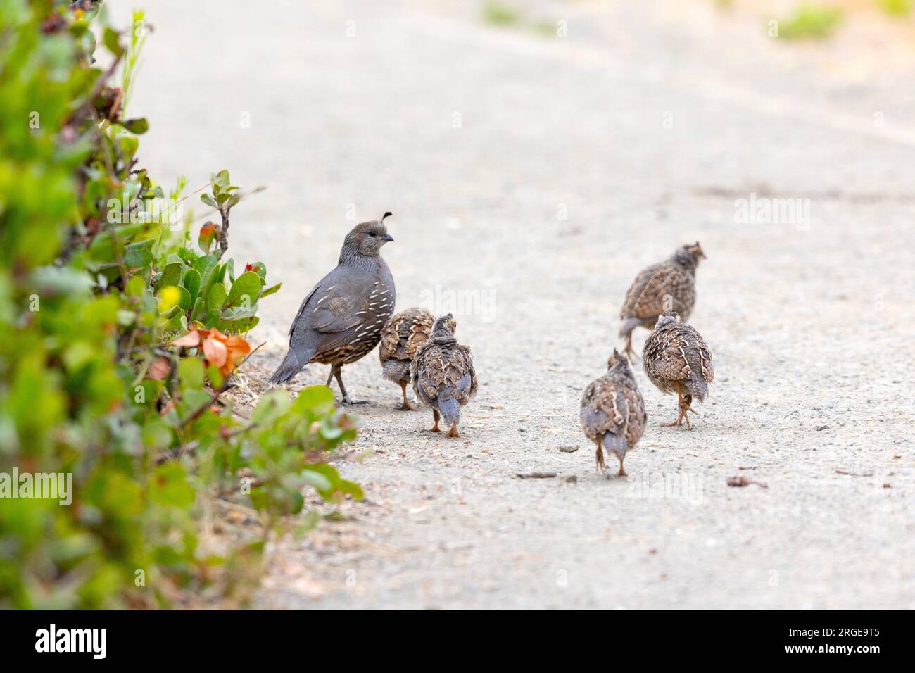 California Quail Adult Female & Chicks Stock Photo - Alamy