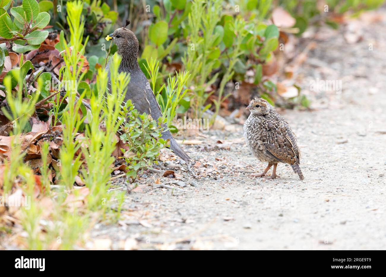 California Quail Chick & Adult Female Stock Photo - Alamy