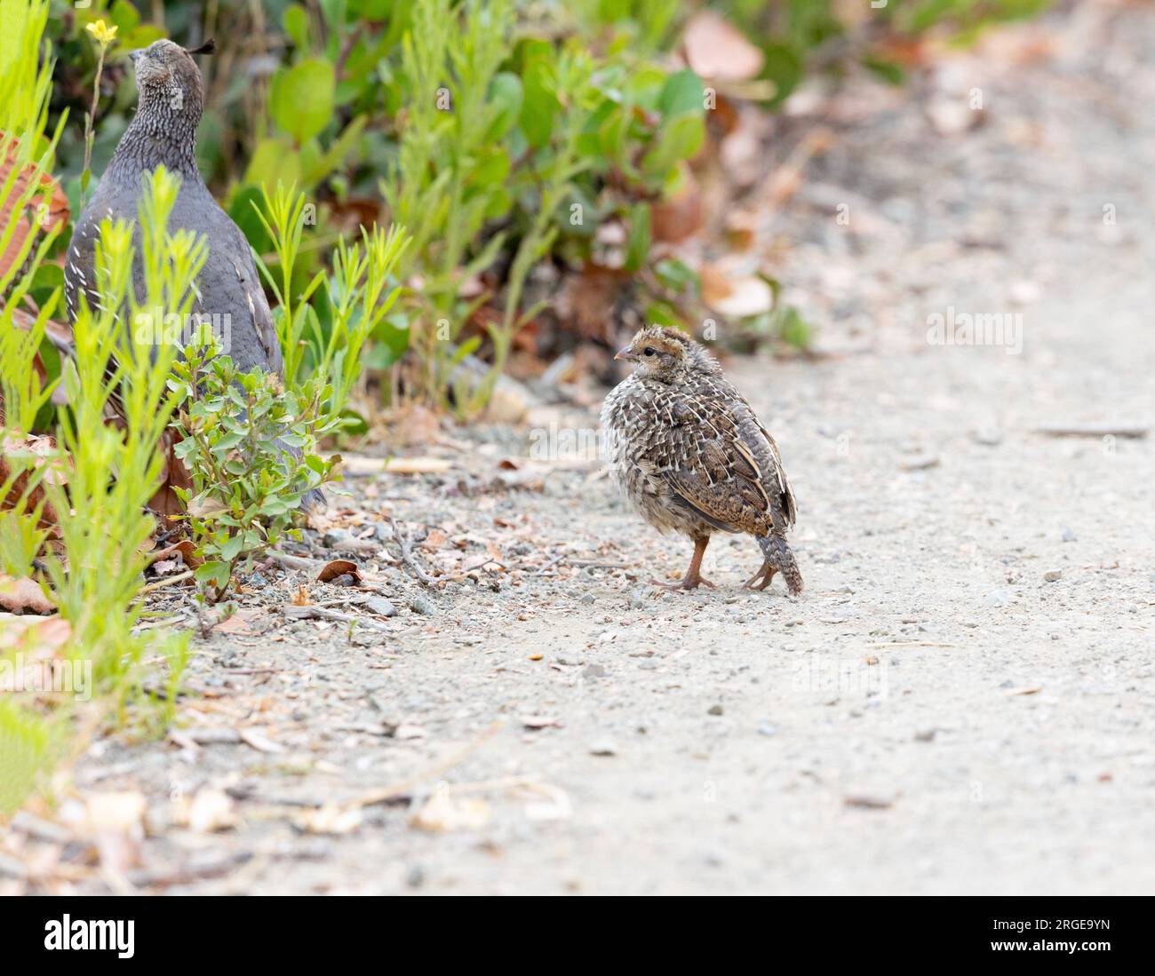 California quail with chick hi-res stock photography and images - Alamy