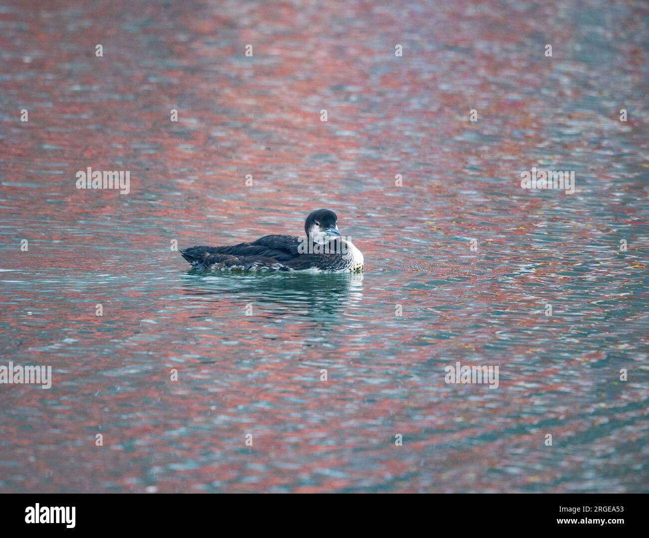 Common Loon Blue Orange Red colors reflected in water Stock Photo - Alamy