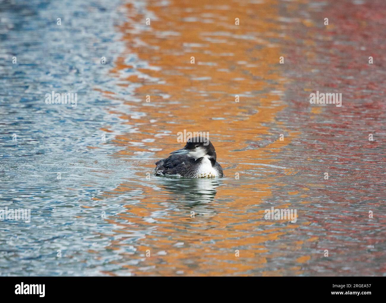 Common Loon Blue Orange Red colors reflected in water Stock Photo - Alamy