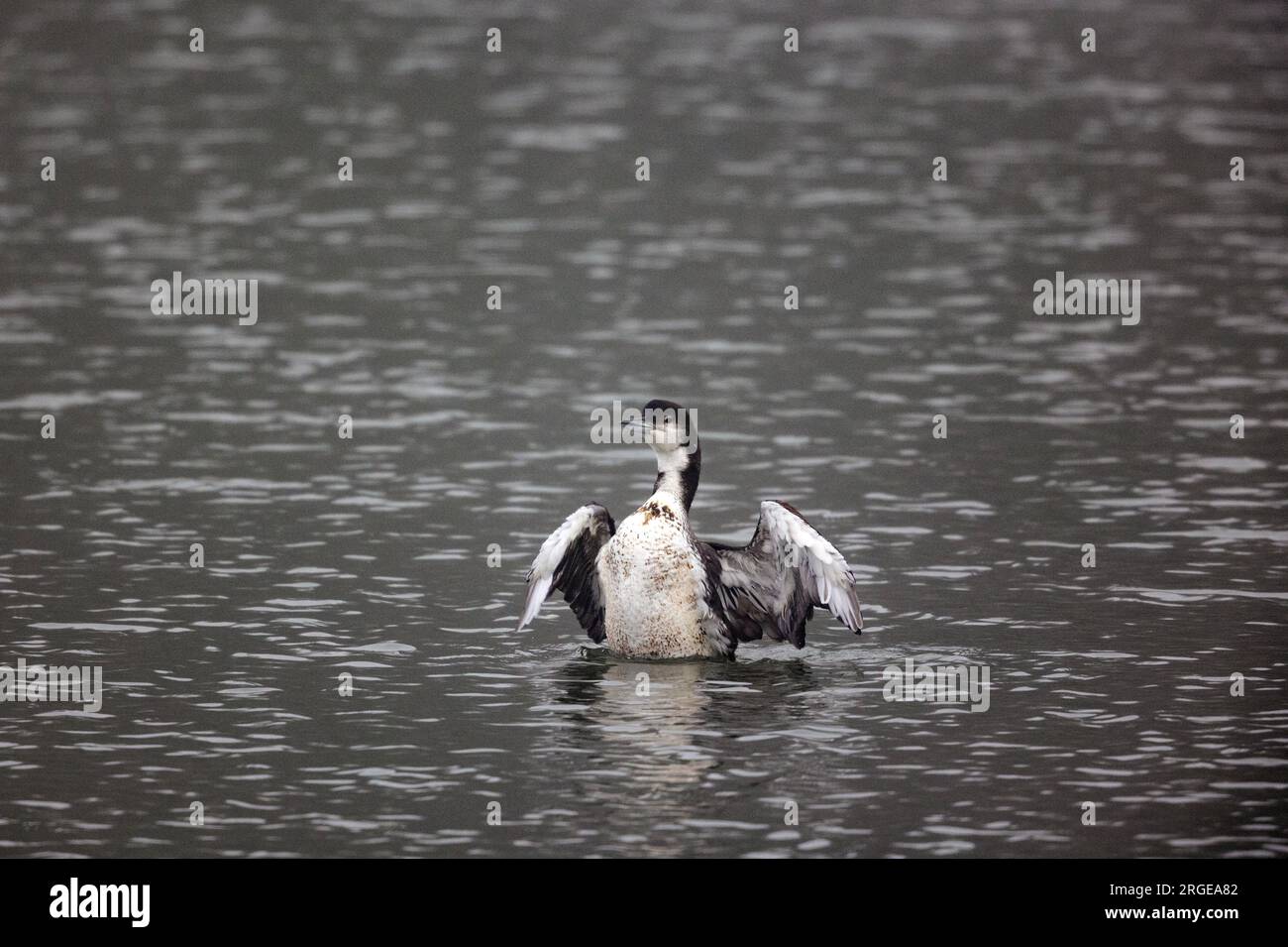 Common Loon Flapping Wings Stock Photo - Alamy