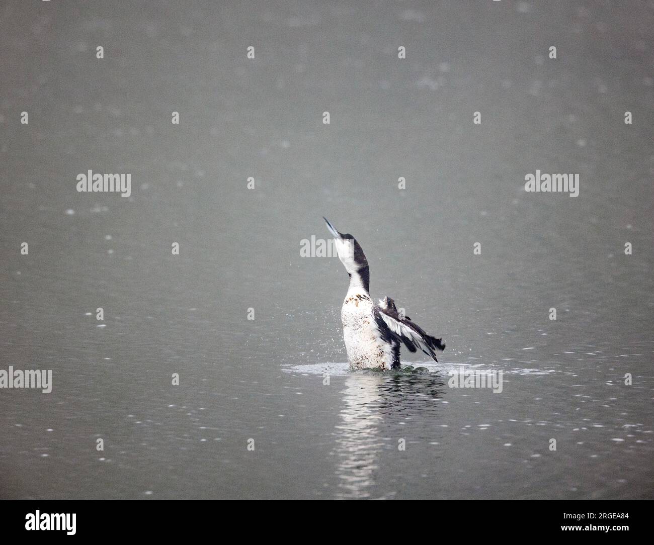 Common Loon Flapping Wings Stock Photo - Alamy