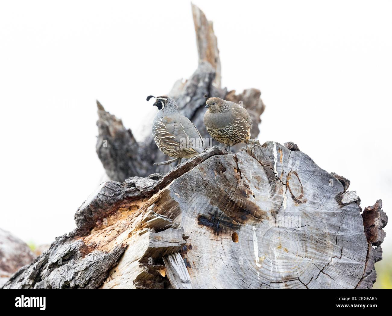 Tree quails hi-res stock photography and images - Alamy
