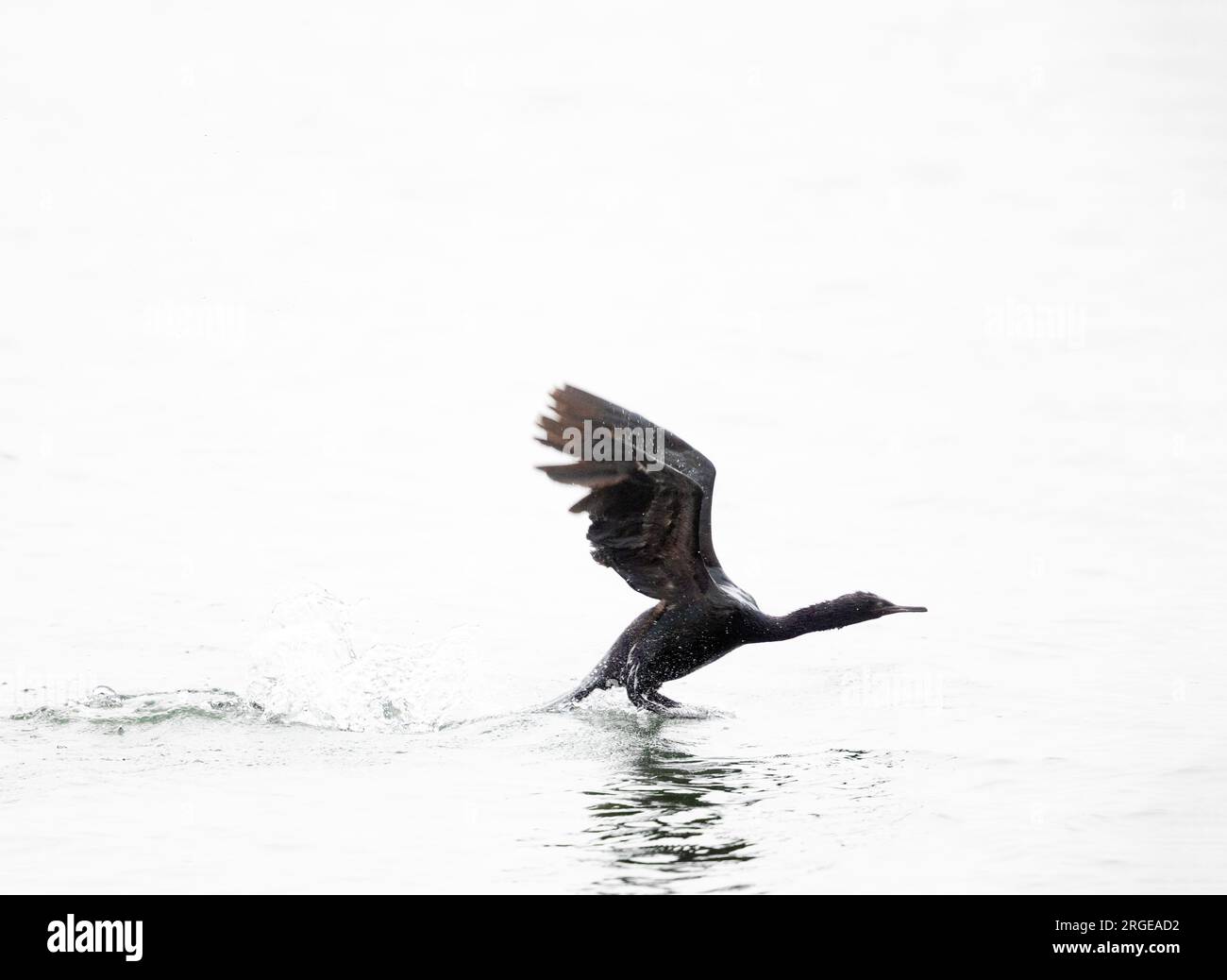 Pelagic cormorant taking off hi key silhouette hi-res stock photography ...