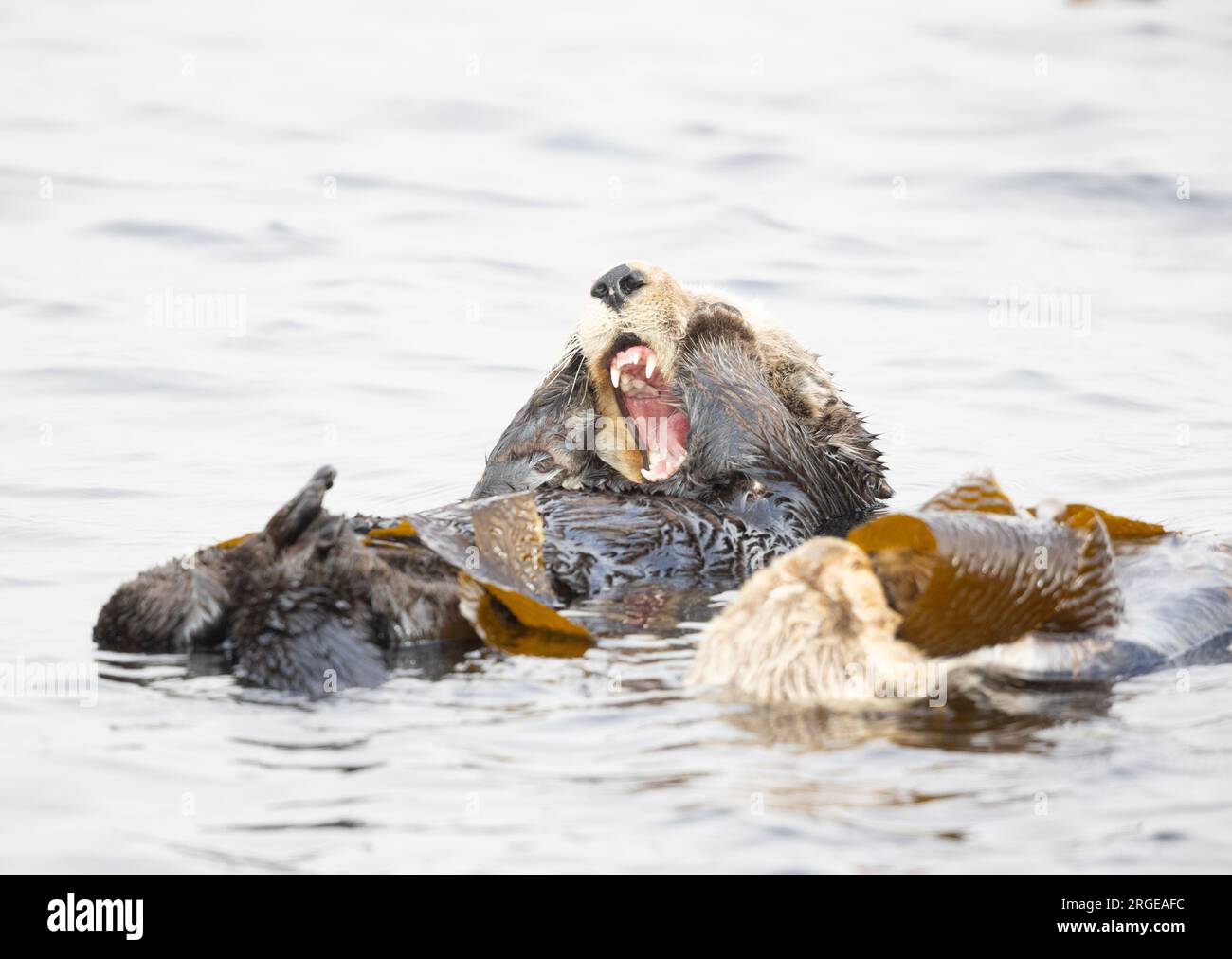 Sea Otter Teeth
