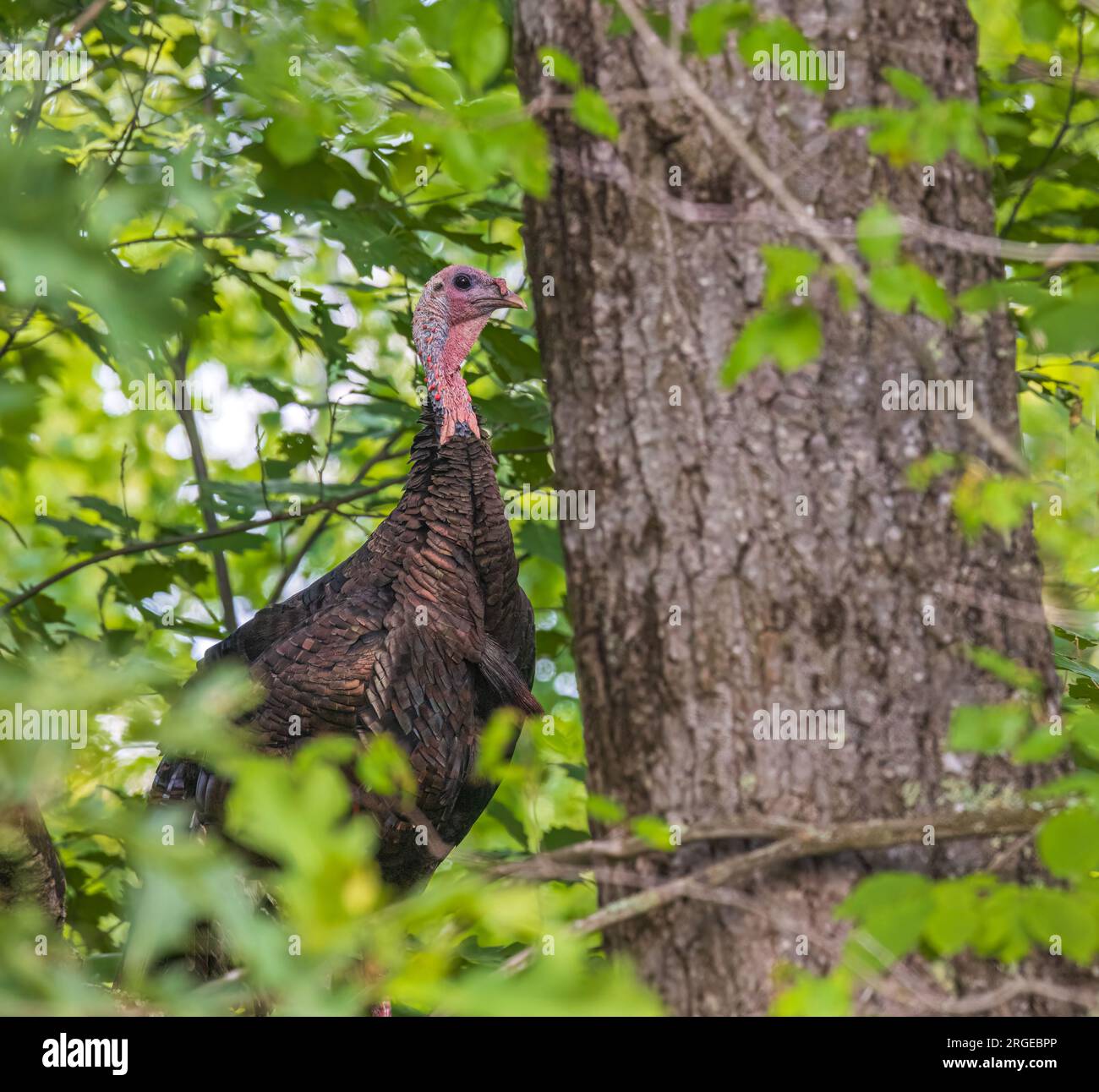 Brush turkey in tree hi-res stock photography and images - Alamy