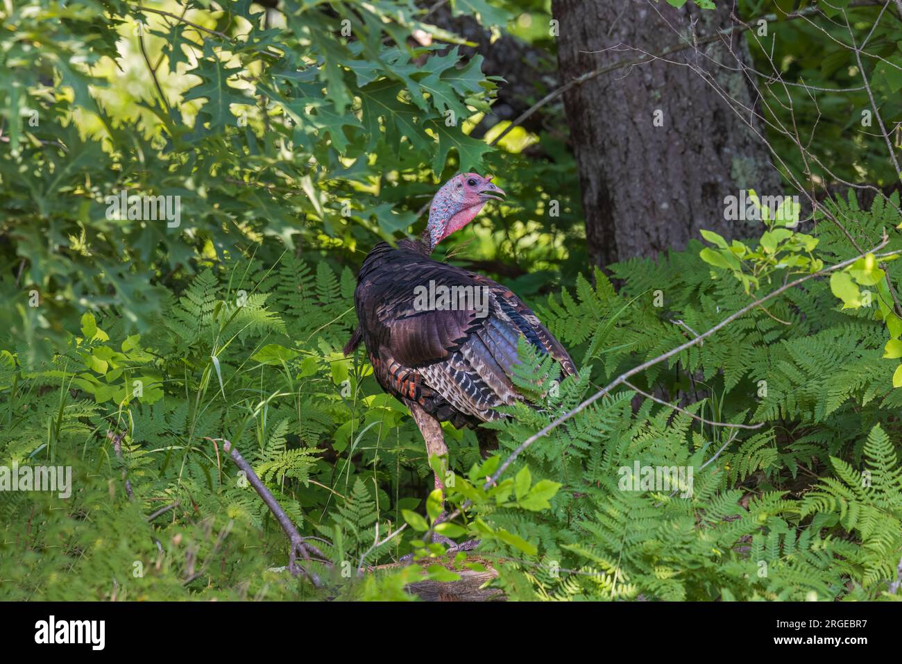Tom turkey in northern Wisconsin Stock Photo - Alamy