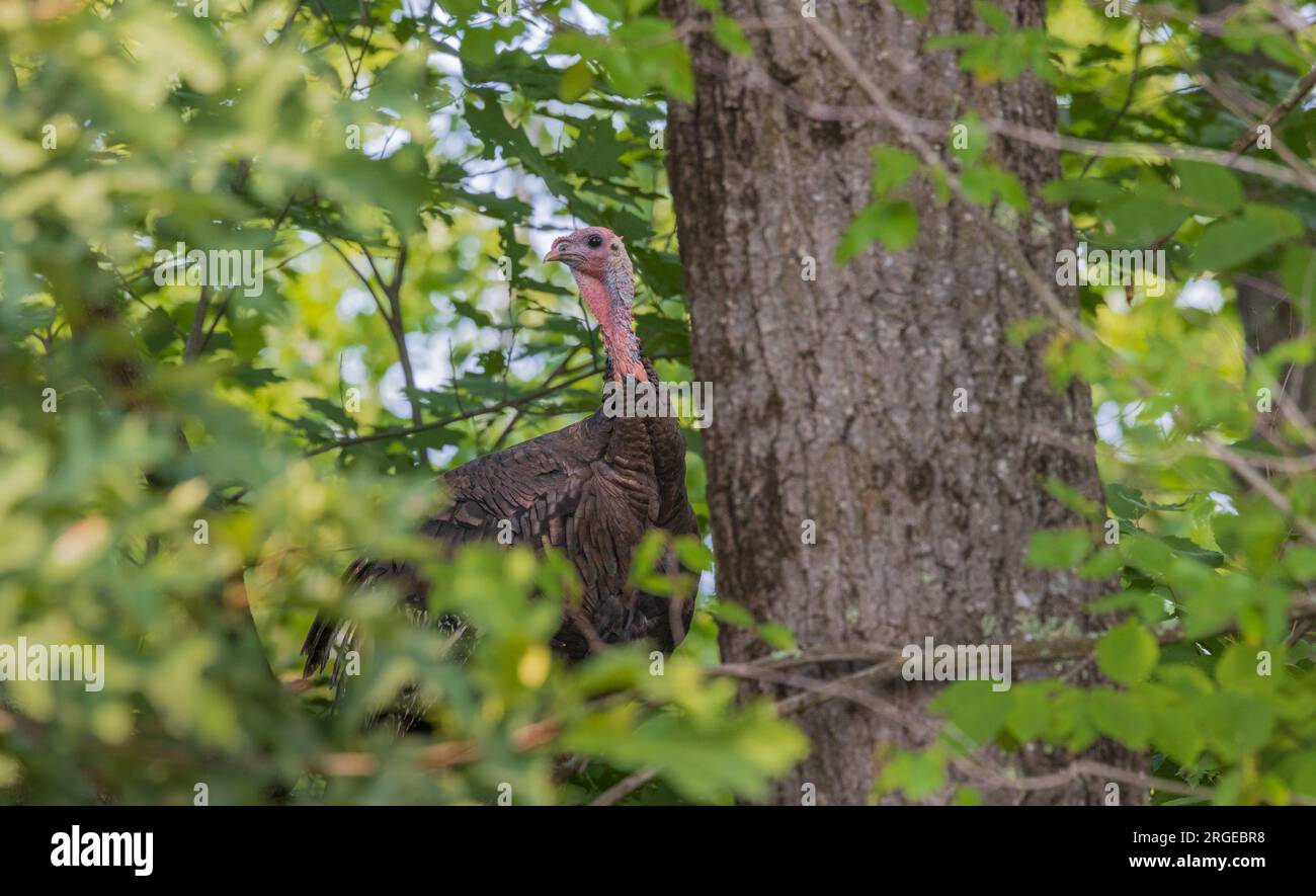 Brush turkey in tree hi-res stock photography and images - Alamy