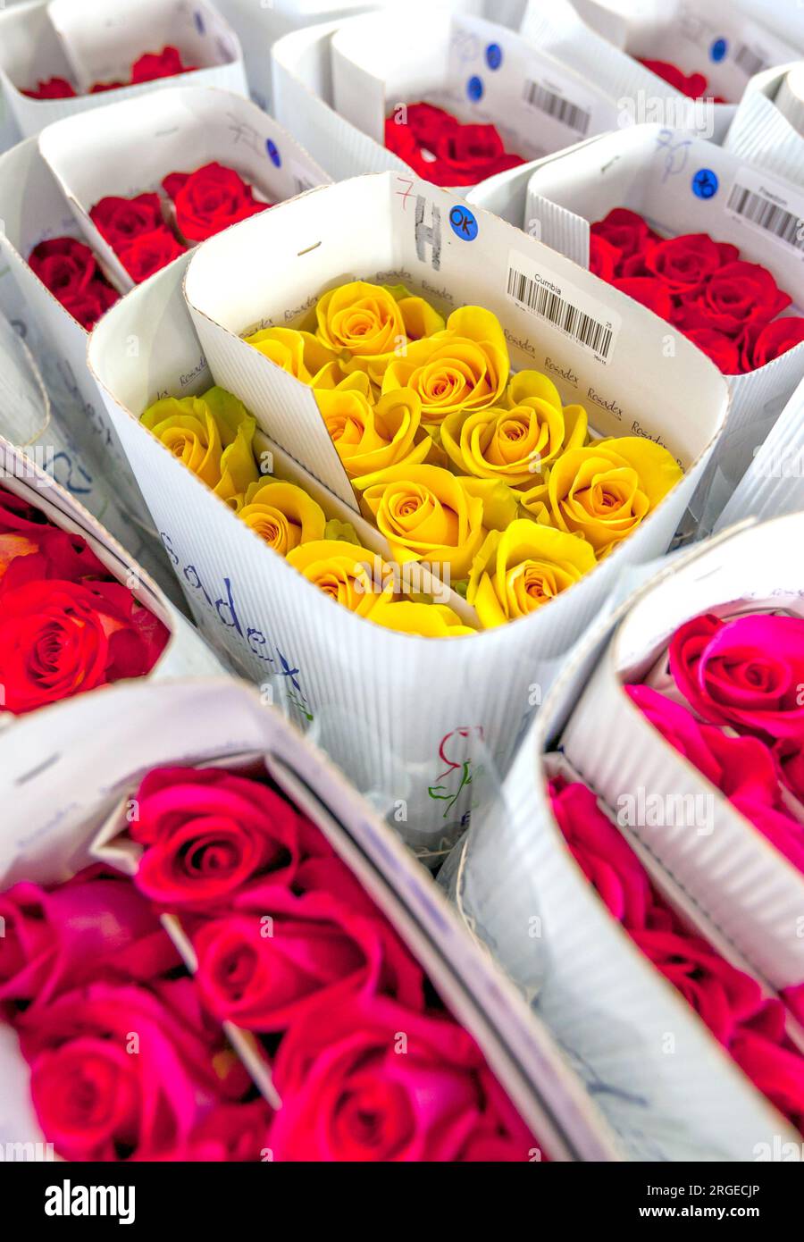 Roses at the Hacienda La Compania Rose Plantation at Cayambe in Ecuador ...