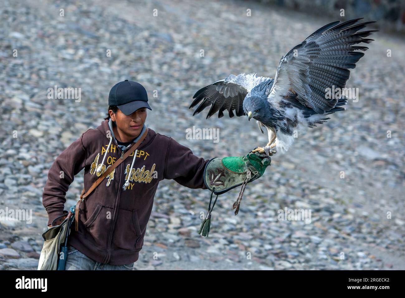A Black-chested Buzzard eagle lands on the gloved hand of a bird ...