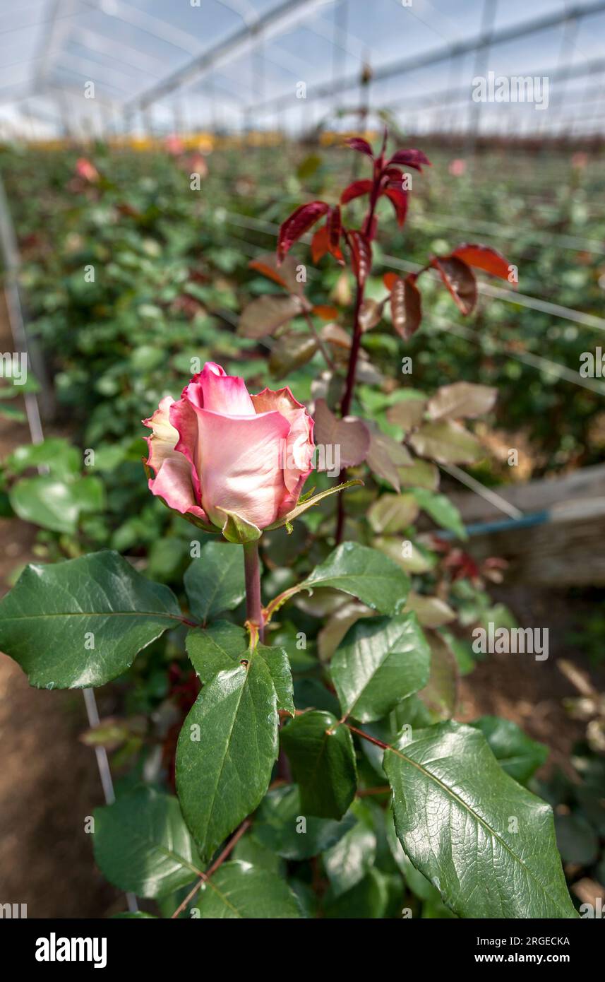 Primary plantation hi-res stock photography and images - Alamy