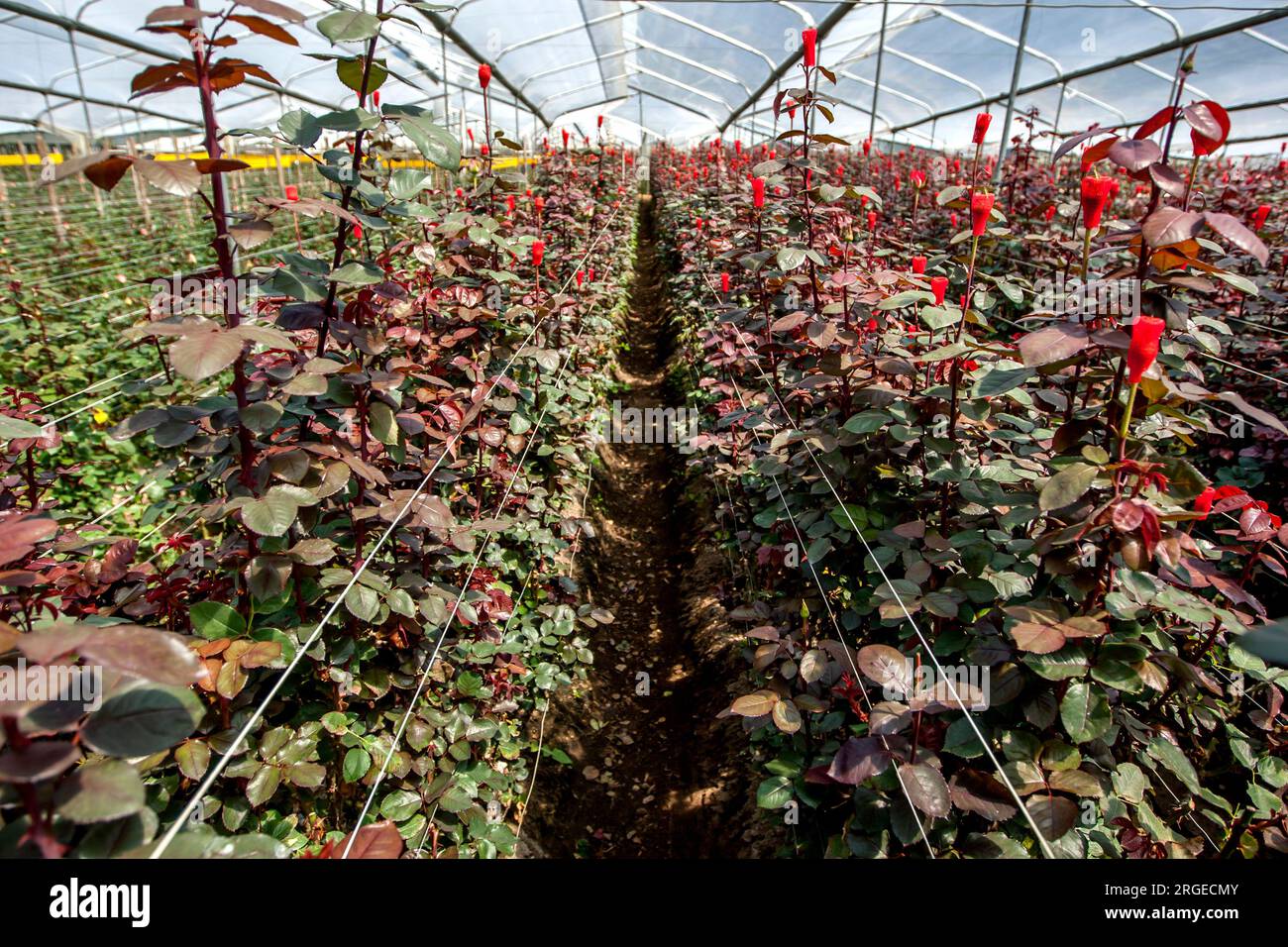 Rows of cultivated roses fitted with plastic mesh cases growing in a ...