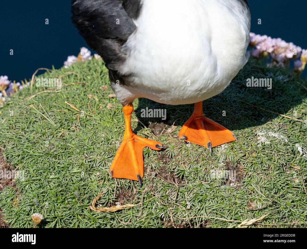 Atlantic puffin feet Stock Photo - Alamy