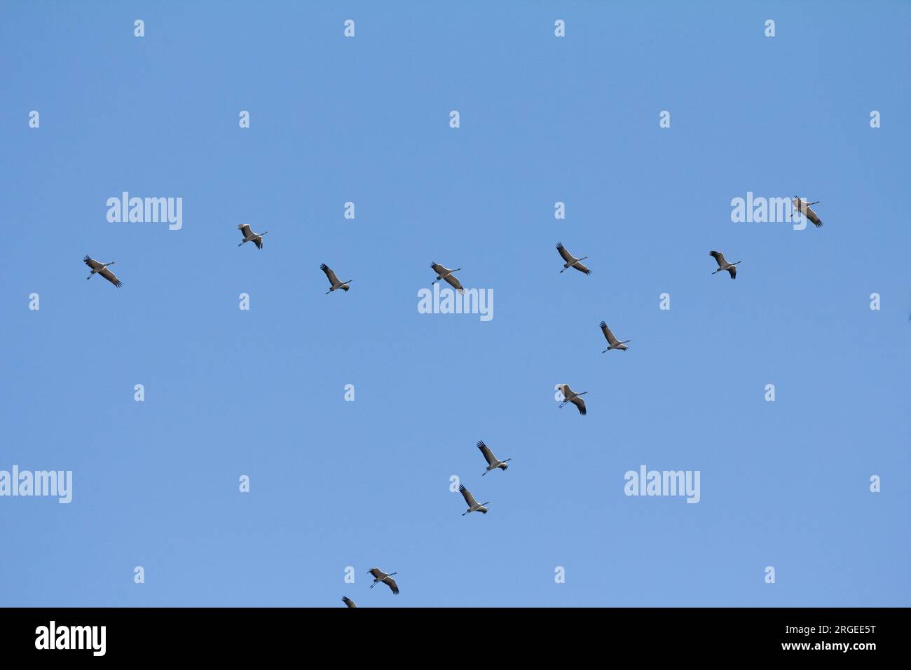 Picture of a group of storks flying in V-Shape formation during a ...