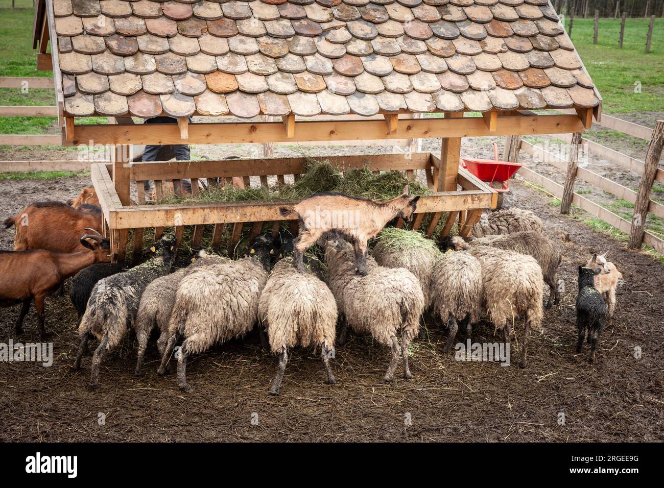 Picture of a group of sheep eating together at a trough with goats, in ...