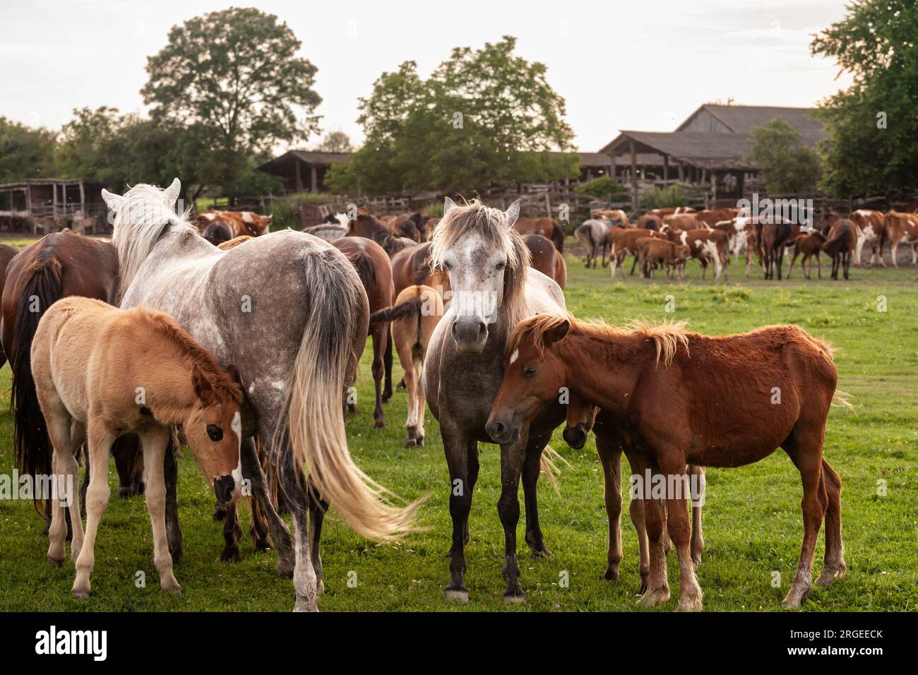 Hoofed eating hi-res stock photography and images - Alamy