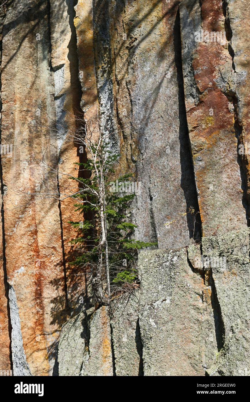 Tree growing on rocky cliff in a gorge landscape Stock Photo - Alamy