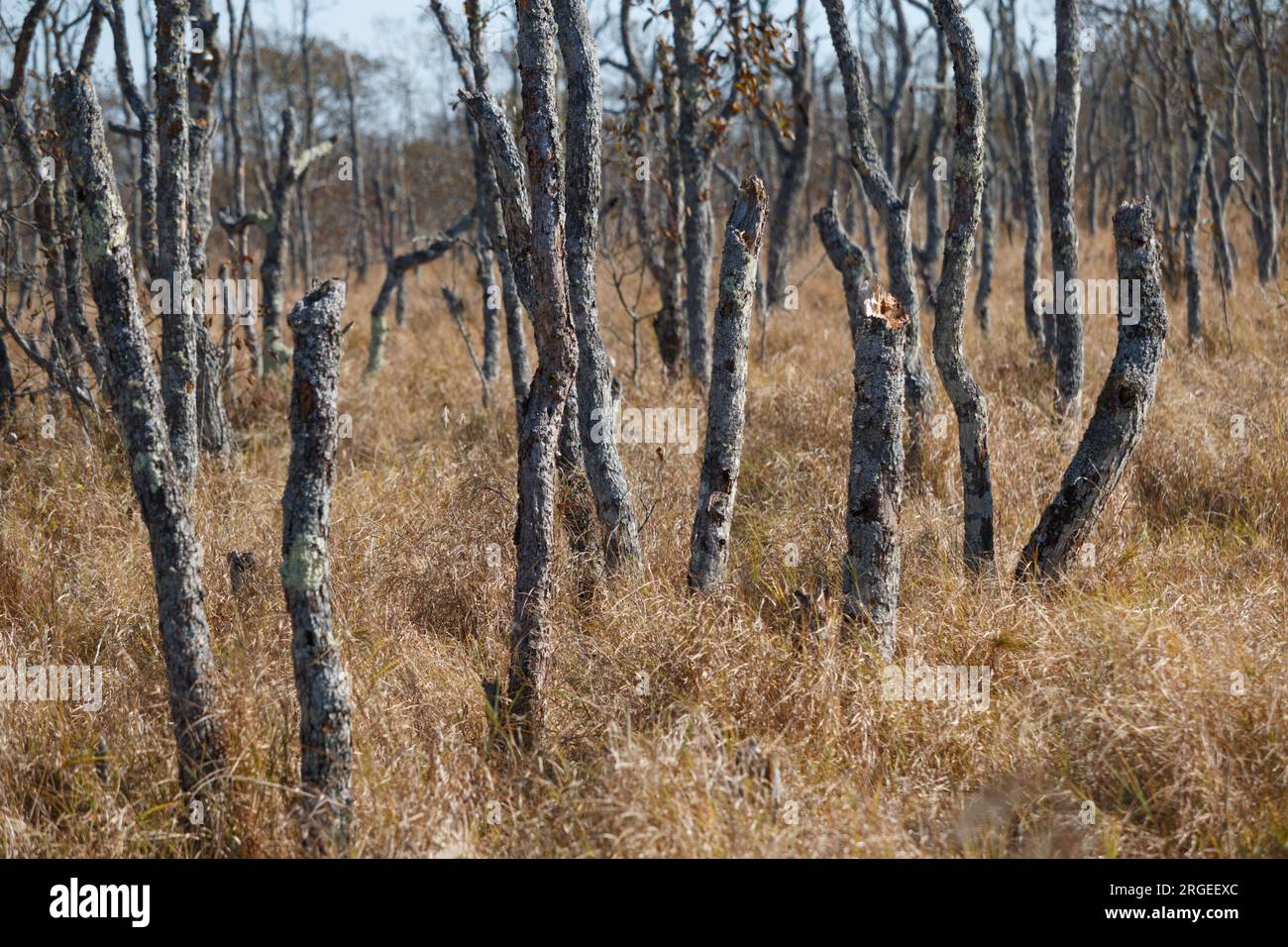 Dead trunks hi-res stock photography and images - Alamy