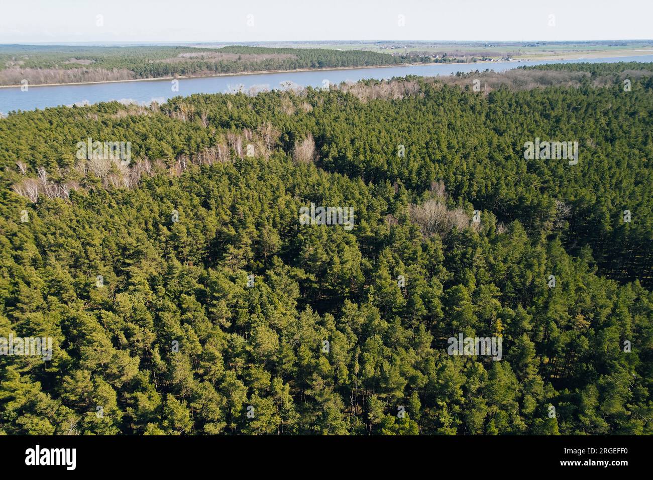 Aerial view of forest tree tops top view. Drone shot over spruce ...