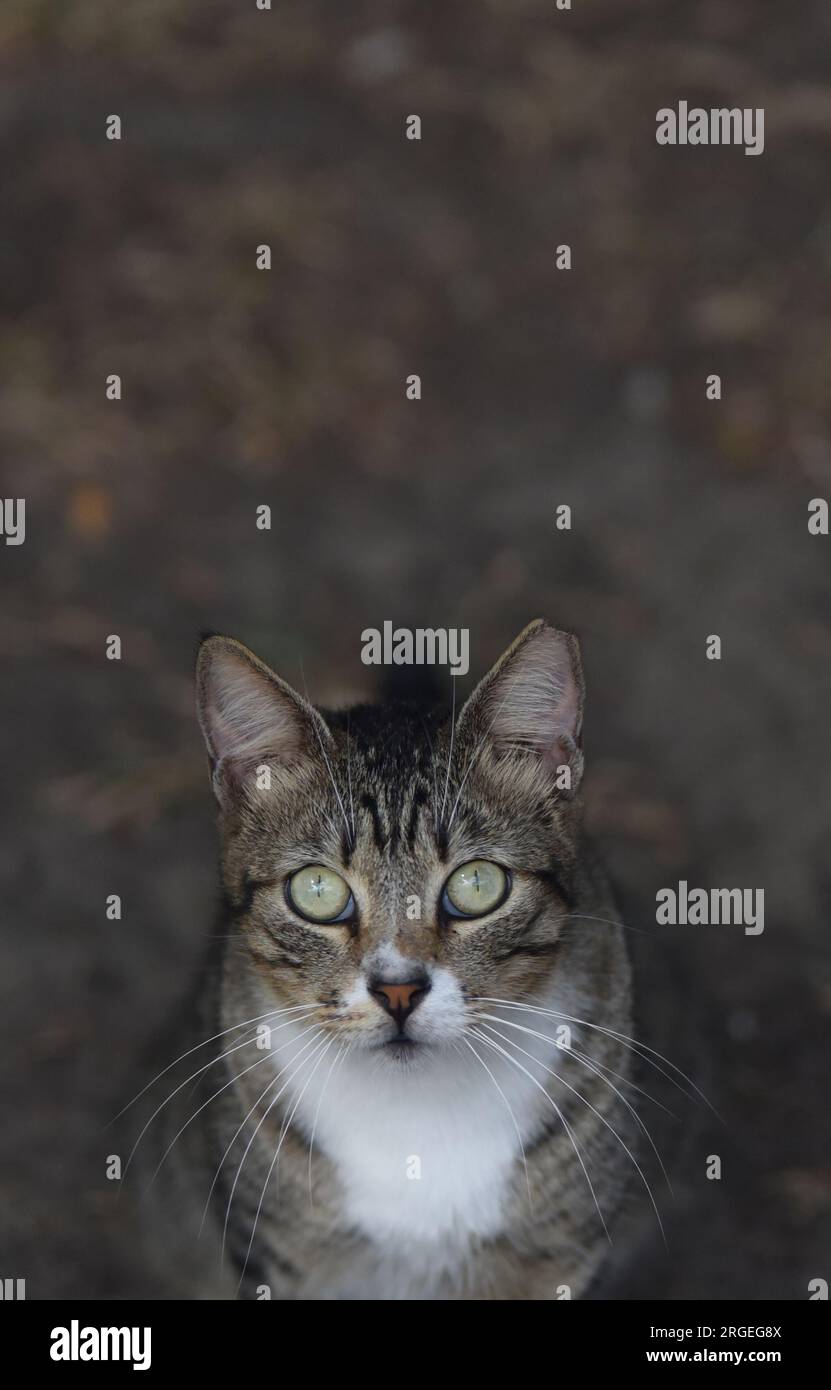 August 8, 2023, Rio de Janeiro, Brazil: August 8th is world cat day ...