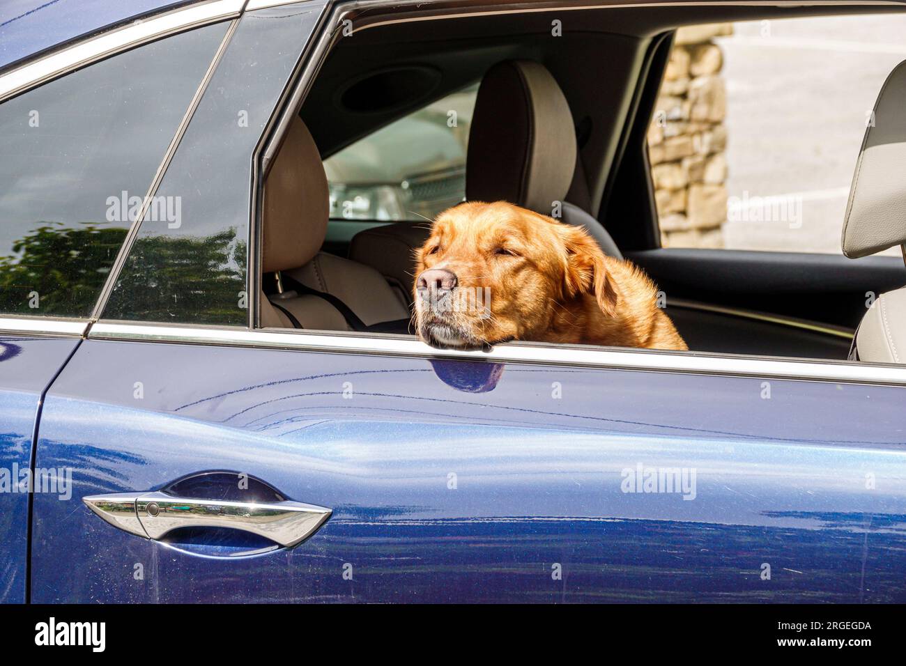 Photo of dog in frame hi-res stock photography and images - Alamy
