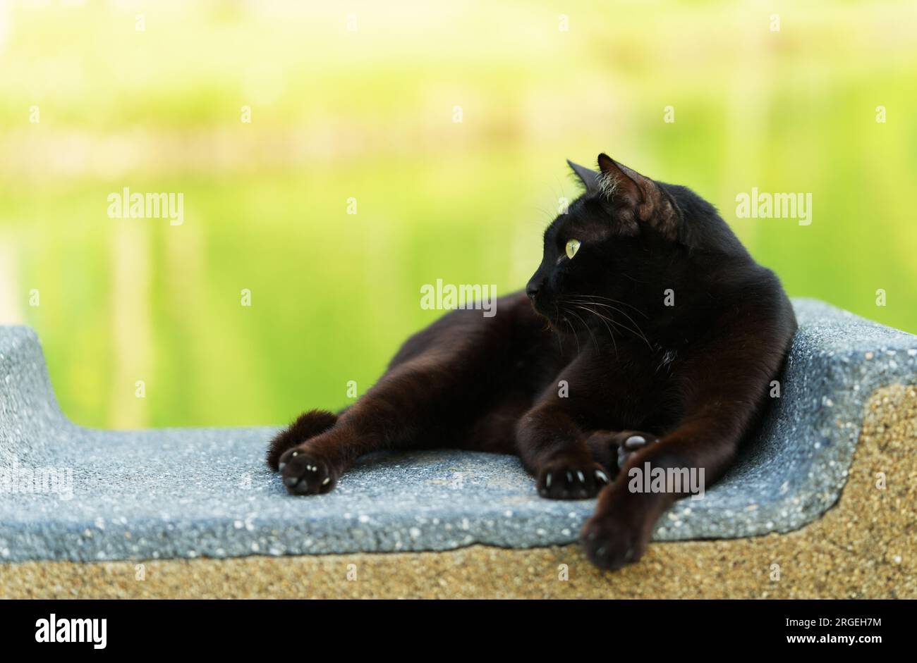 Cat full body hi-res stock photography and images - Alamy
