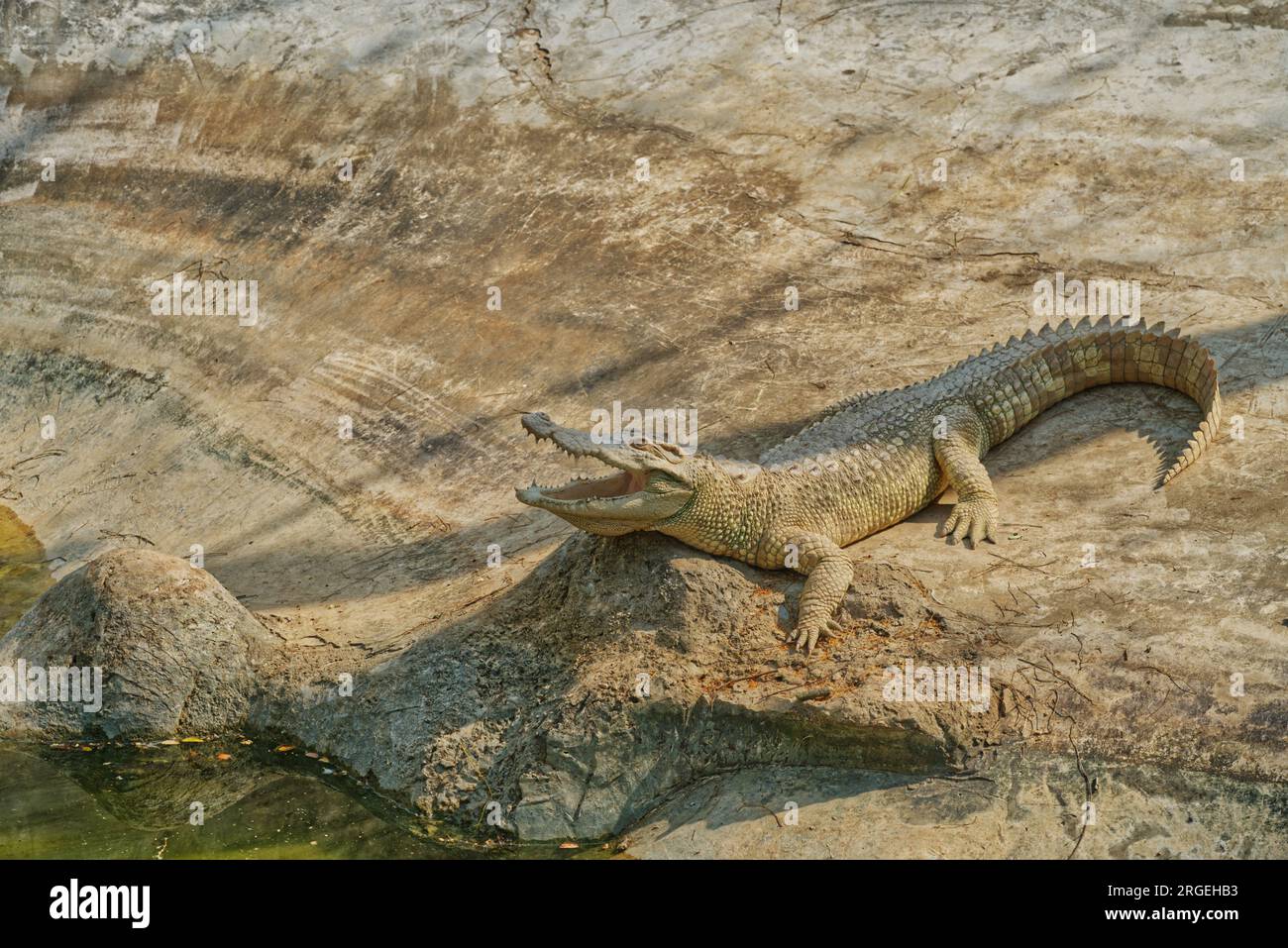 Alligator sunbathing beside a swamp in a zoo, opened mouth, view side ...