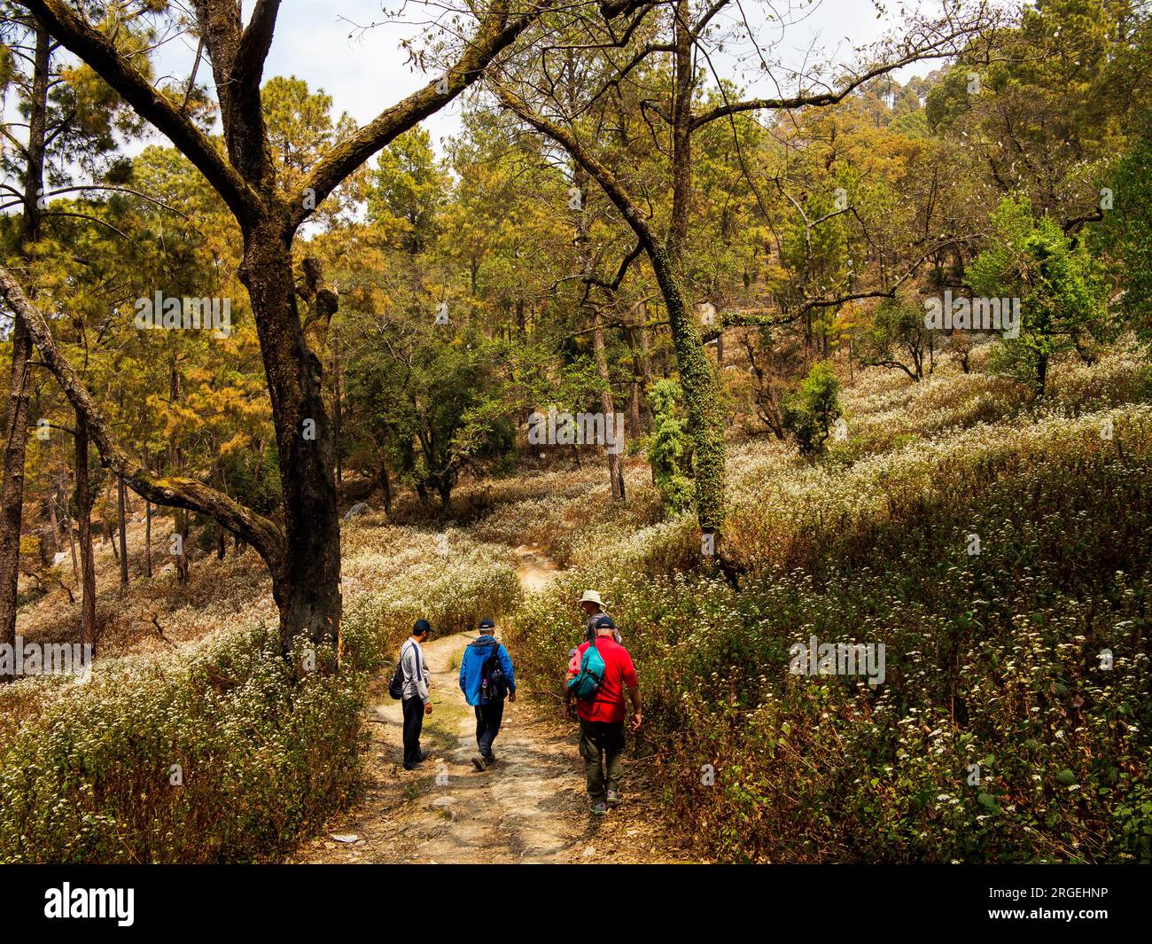 Forest road at the Kala Agar ridge, made famous by Jim Corbett in his ...