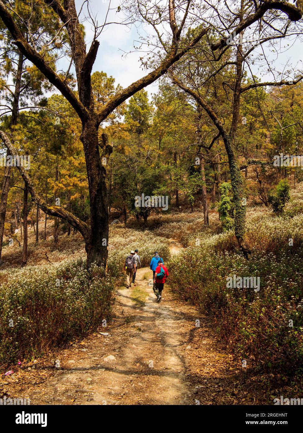 Forest road at the Kala Agar ridge, made famous by Jim Corbett in his ...