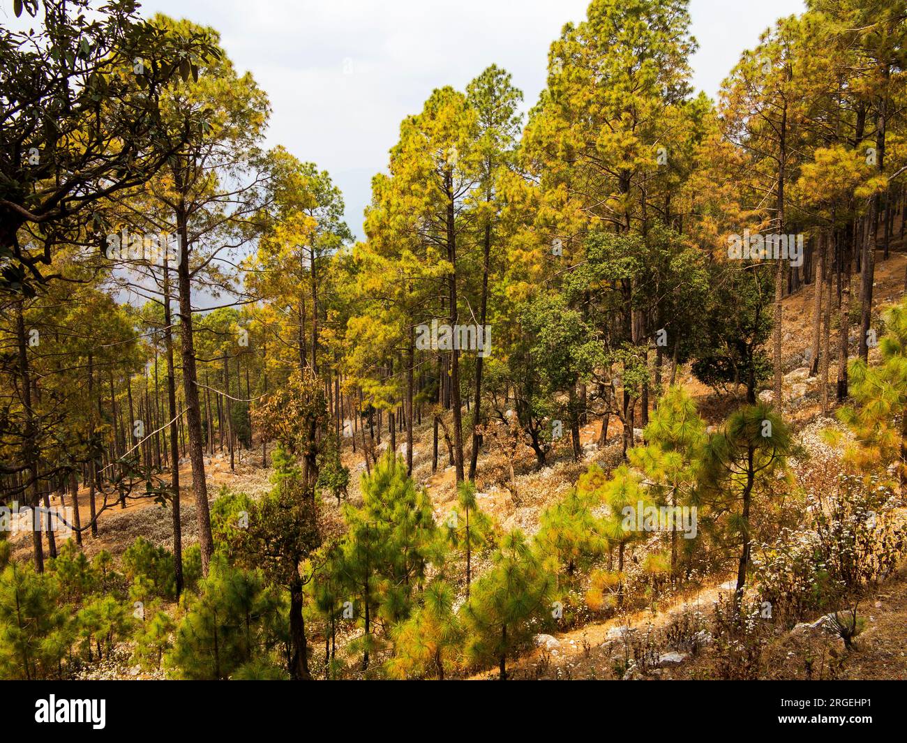 Forest road at the Kala Agar ridge, made famous by Jim Corbett in his ...