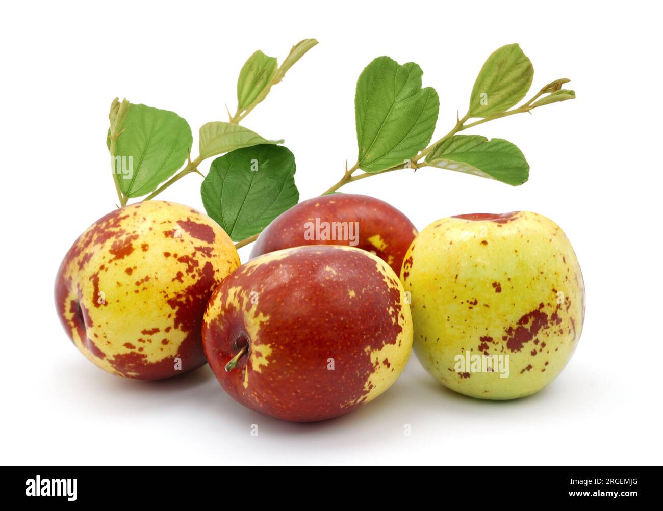 jujube fruit isolated on white background Stock Photo - Alamy