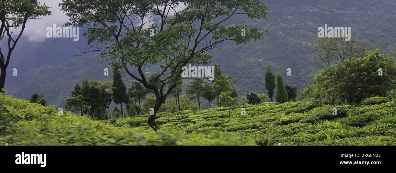 lush green tea garden and mountainscape of himalayan foothills from ...